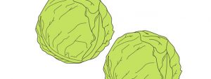 Cabbage Cut Out – Medium