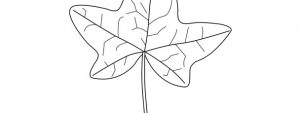 Ivy Leaf Template – Large