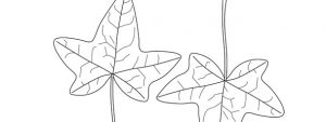 Ivy Leaf Template – Medium