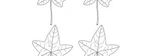 Ivy Leaf Template – Small