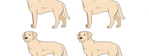 Labrador Dog Cut Out – Small