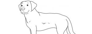 Labrador Dog Template – Large