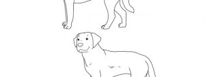 Labrador Dog Template – Medium