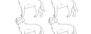 Labrador Dog Template – Small