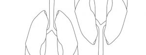 Lungs Template – Medium