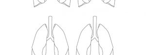 Lungs Template – Small
