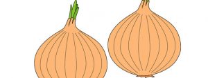 Onion Cut Out – Medium