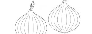 Onion Template – Medium
