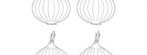 Onion Template – Small