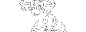 Orchid Template – Medium