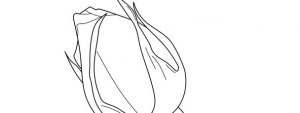 Rosebud Template – Large