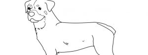 Rottweiler Template – Large