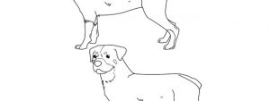 Rottweiler Template – Medium