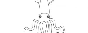 Squid Template – Large