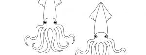 Squid Template – Medium