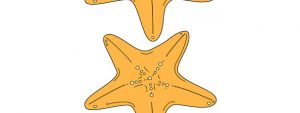 Starfish Cut Out – Medium