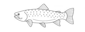 Trout Template – Large