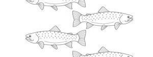 Trout Template – Small