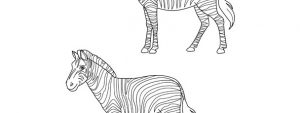 Zebra Template – Medium